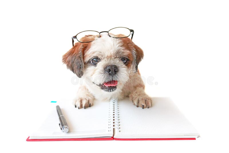 Perro Con El Libro Y La Pluma Foto de archivo - Imagen de espacio ...