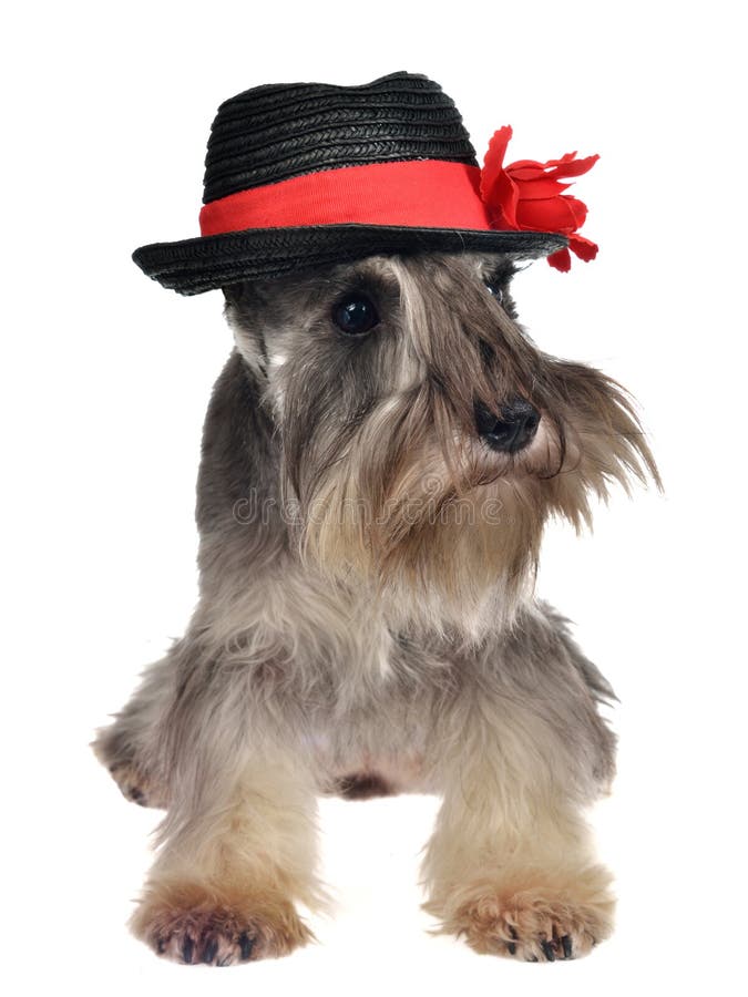 Perro con el sombrero foto de archivo. Imagen de aislado - 22029412