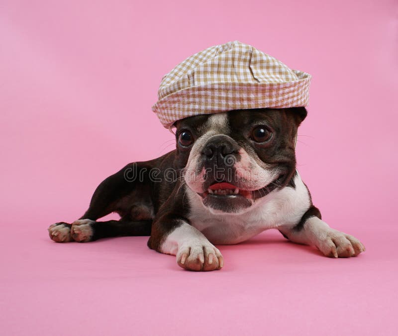 Perro con el sombrero imagen de archivo. Imagen de bebé - 3073329