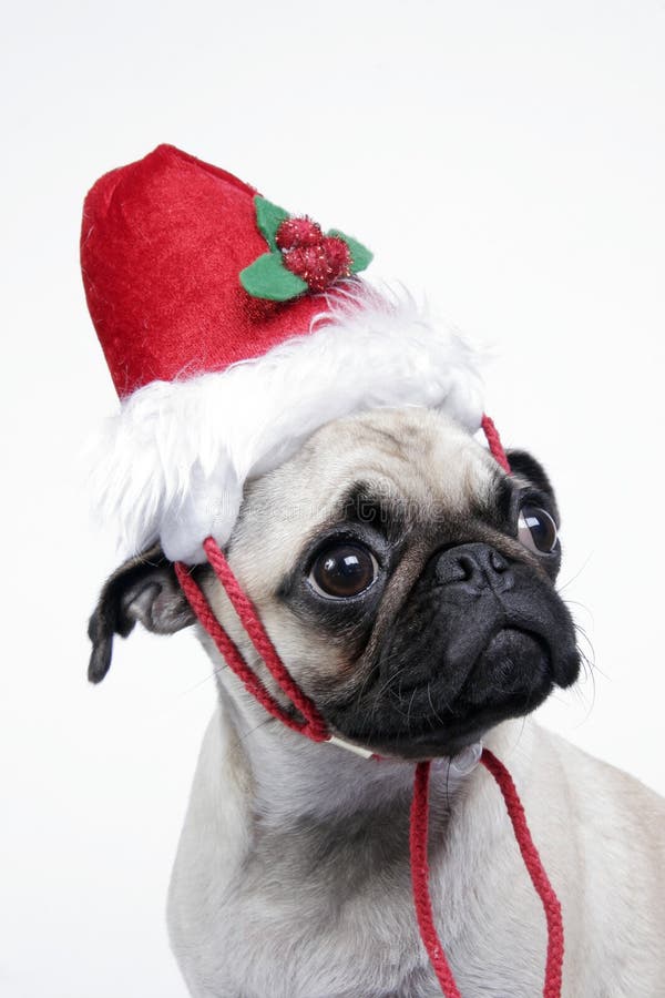 Perro Con El Sombrero En Estudio Imagen de archivo - Imagen de contexto ...