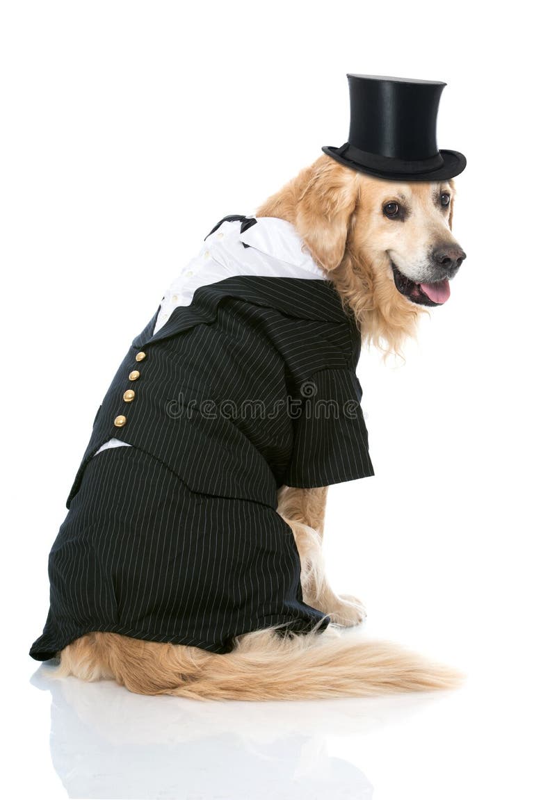 9,421 Perro Con Traje Fotos de stock - Fotos libres de regalías de ...
