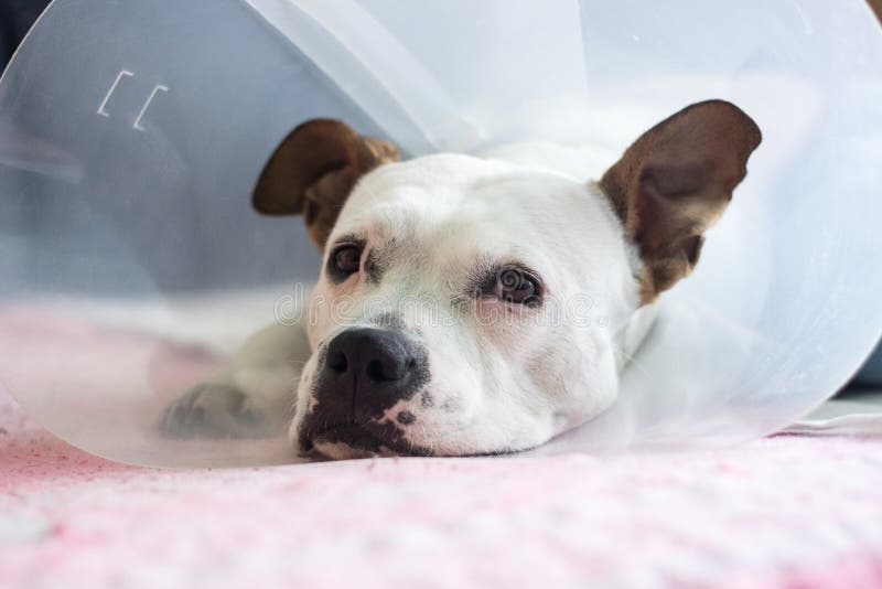Perro Con Forma De Cono Tendido Sobre Una Manta Imagen de archivo ...