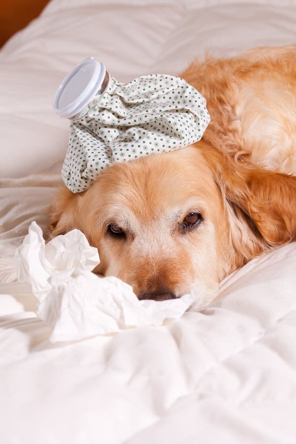 Enfermo como perro foto de archivo. Imagen de pronto, enfermo - 3725690