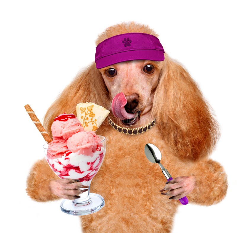 Perro con helado foto de archivo. Imagen de perro, coma - 39012880