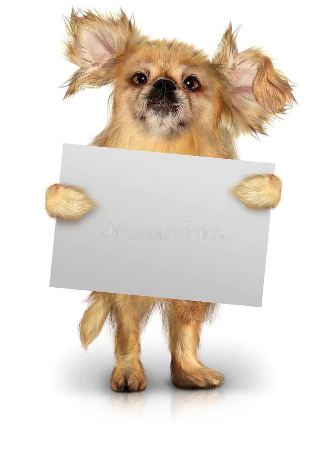 Perro con la bandera imagen de archivo. Imagen de correspondencia ...