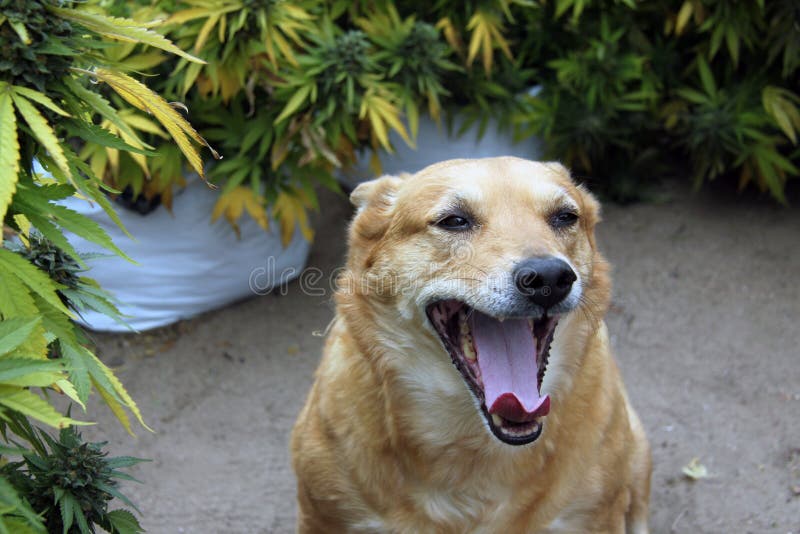 Perro Con La Boca Abierta Fotos De Stock - Download 1,598 Fotos Libres ...