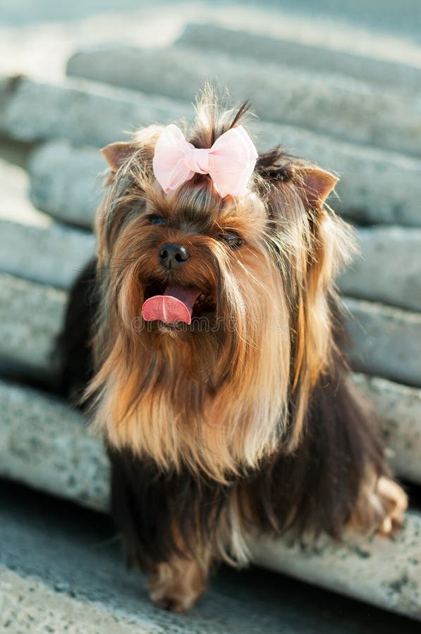 Perro con la capa larga imagen de archivo. Imagen de abierto - 121035621