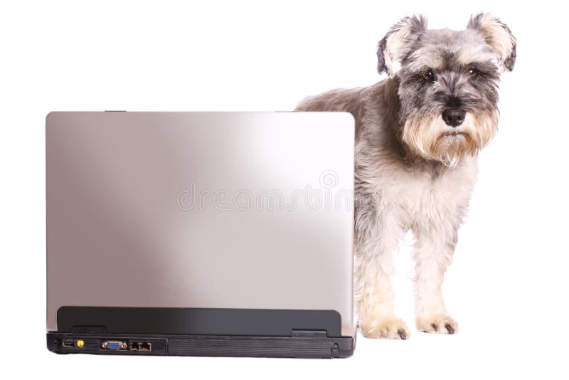 Perro Con La Computadora Portátil Foto de archivo - Imagen de canino ...