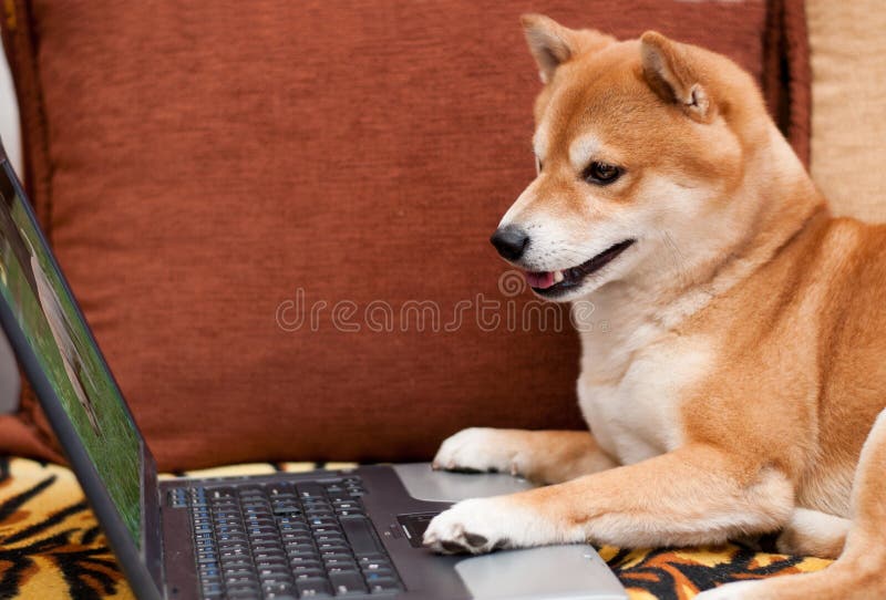 Pequeña Computadora Portátil Con El Perro De Perrito Imagen de archivo ...