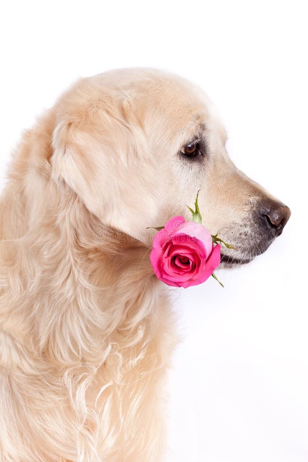 Perro con la flor foto de archivo. Imagen de divertido - 27986966