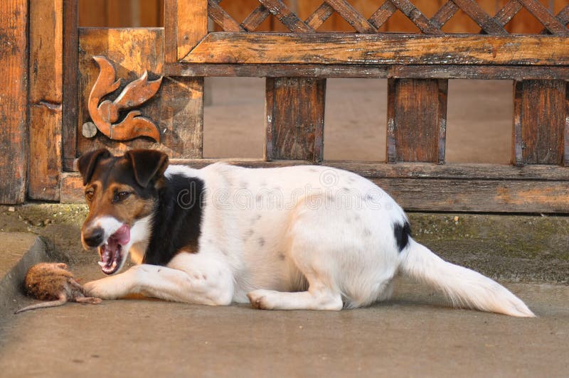 Perro con la rata muerta imagen de archivo. Imagen de animal - 111912467