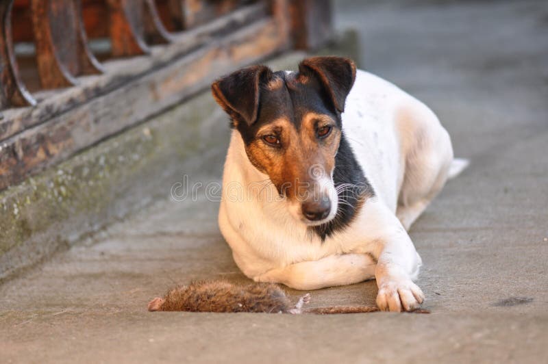 Perro con la rata muerta foto de archivo. Imagen de dado - 111912800
