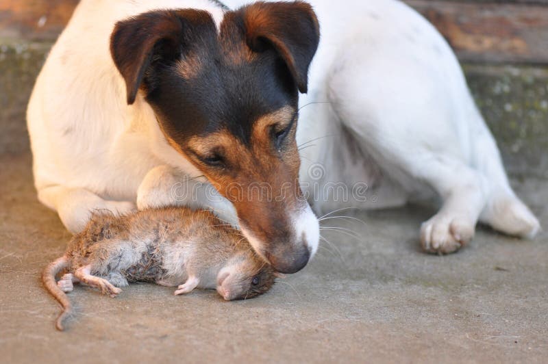 Perro con la rata muerta imagen de archivo. Imagen de buscado - 111914027