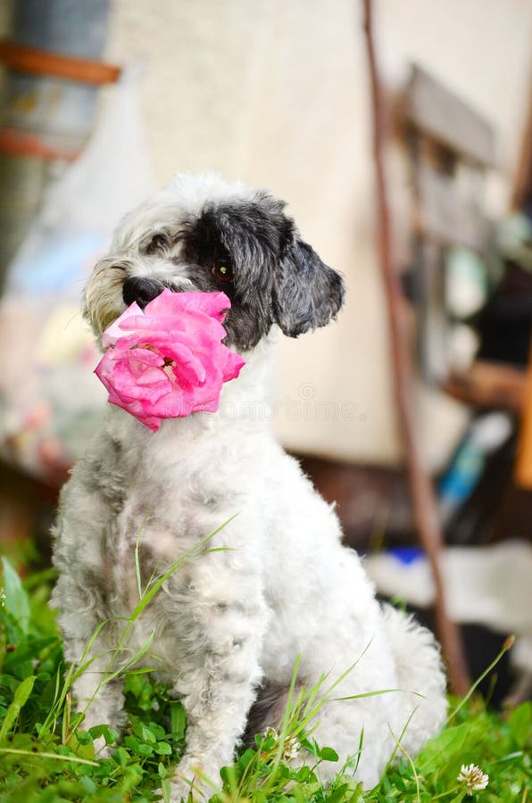 Perro Con La Rosa Del Rosa En La Boca Foto de archivo - Imagen de rosa ...