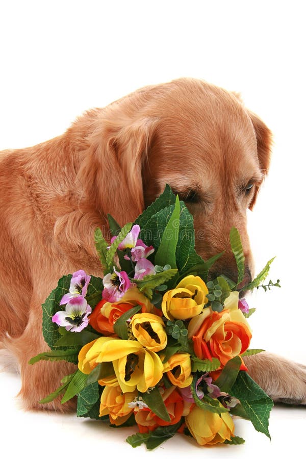 Perro con las flores foto de archivo. Imagen de boda - 10741990