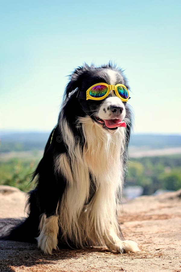 Perro Con Las Gafas De Sol En La Colina Foto de archivo - Imagen de ...