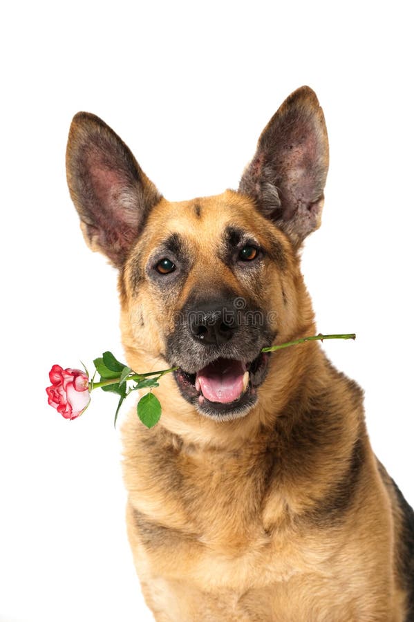 Perro Con Tres Rosas Rojas En Boca Imagen de archivo - Imagen de rosa ...