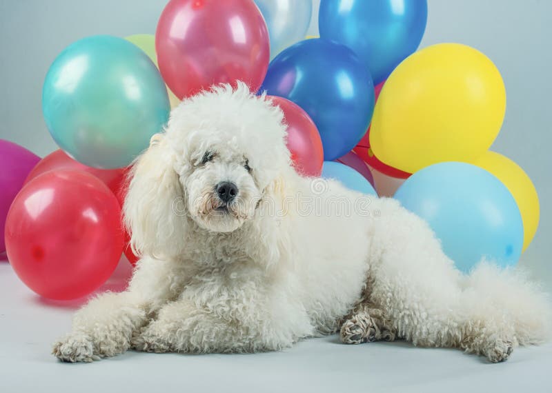 Perros Divertidos Con Los Globos Foto de archivo - Imagen de globos ...