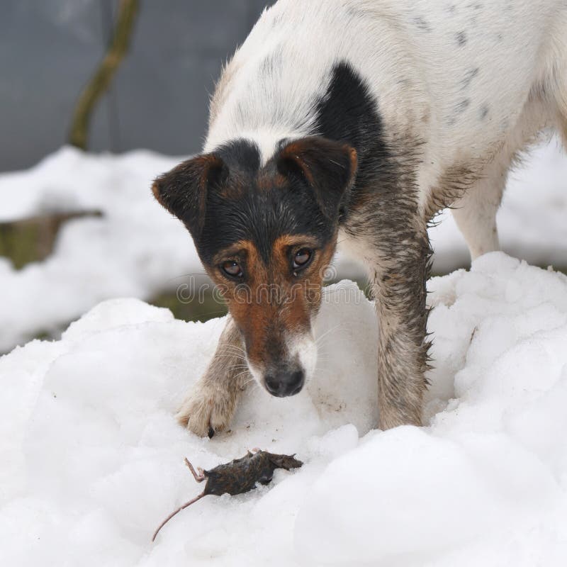 Perro Con Los Ratones Muertos Imagen de archivo - Imagen de rata, pobre ...
