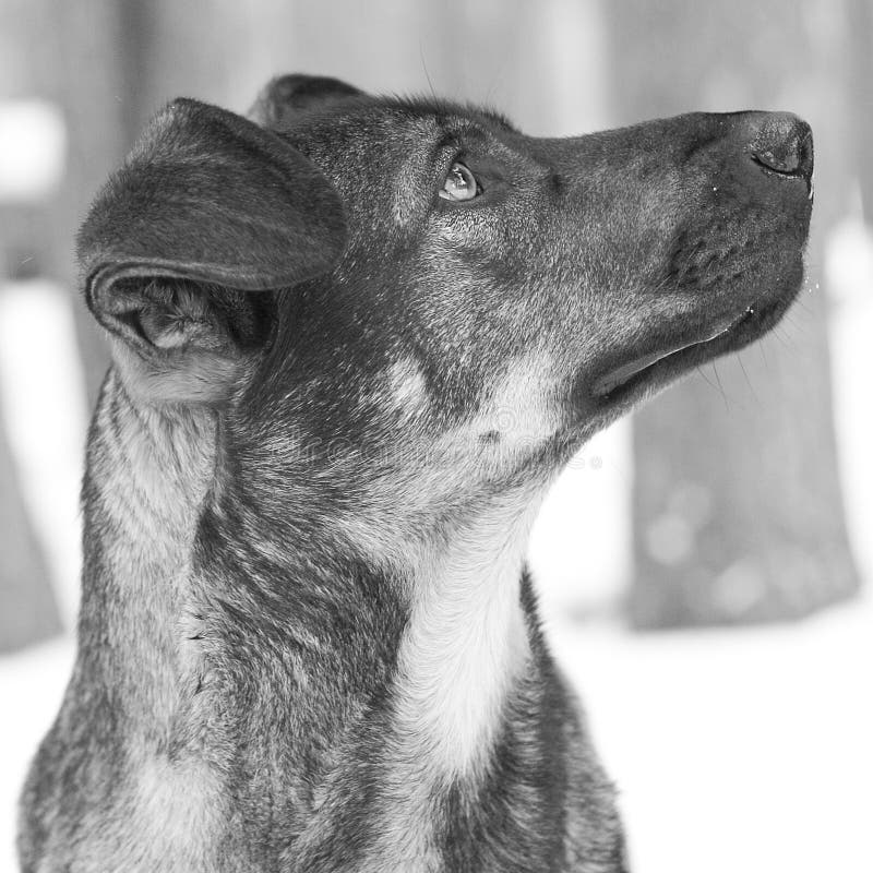 Perro Con Mirada Triste Imagen. Imagen: 2430383