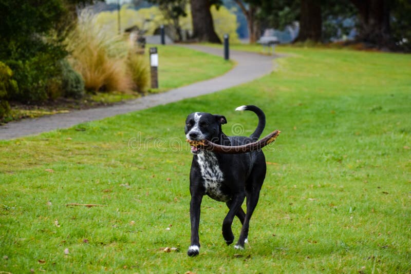 Perro con palo imagen de archivo. Imagen de hierba, césped - 196655121