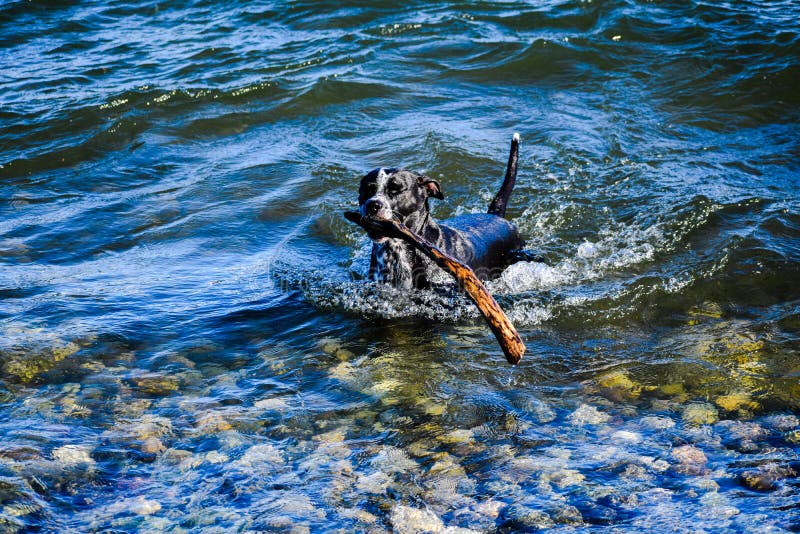 Perro con palo en el agua foto de archivo. Imagen de roca - 197019424