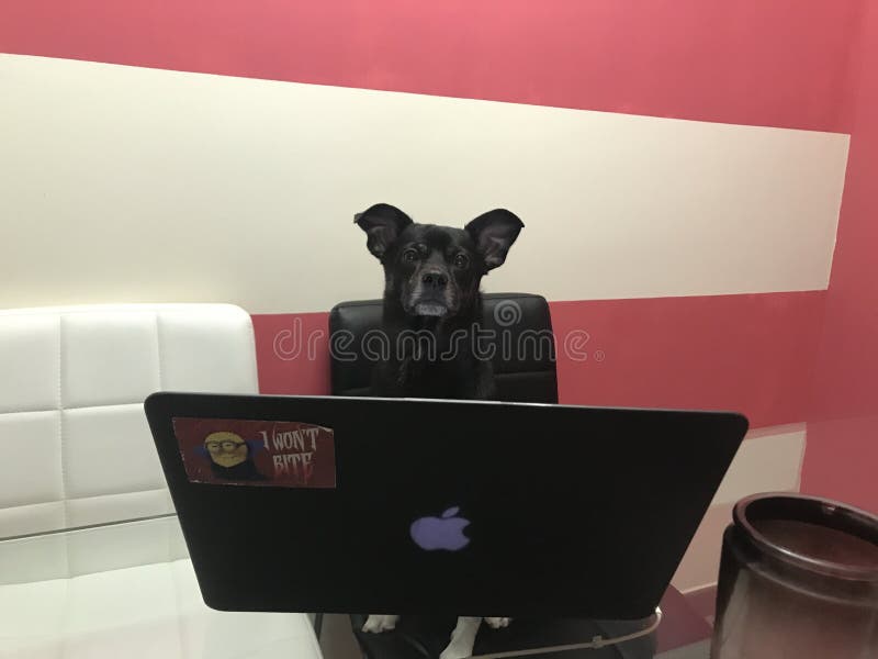 Perro Con Celular Fotos de stock - Fotos libres de regalías de Dreamstime