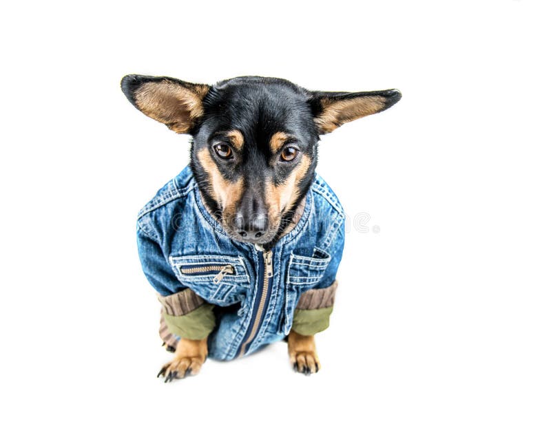 Perro con ropa foto de archivo. Imagen de estudio, vaqueros - 68648676