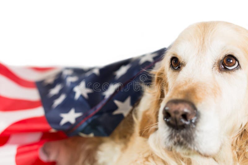 9,000 Bandera Del Perro Fotos de stock - Fotos libres de regalías de ...