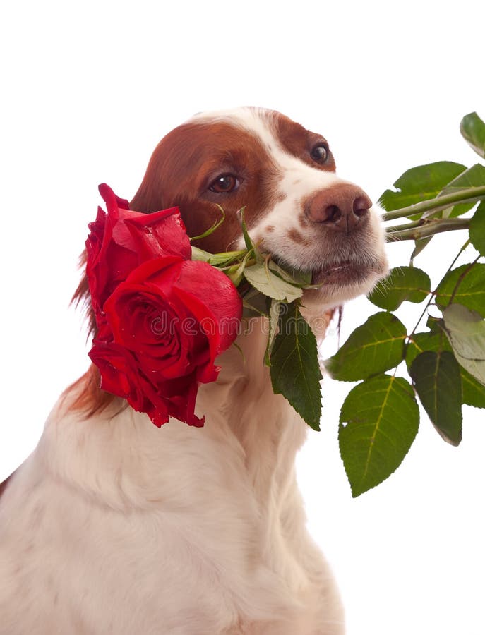 Perro Con Tres Rosas Rojas En Boca Imagen de archivo - Imagen de rosa ...