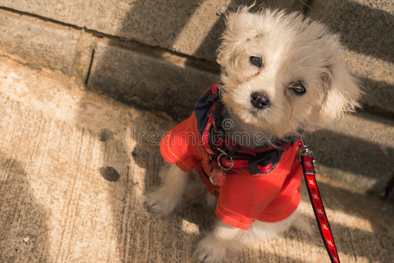 Perro con una capa foto de archivo. Imagen de suelo, nariz - 55829884