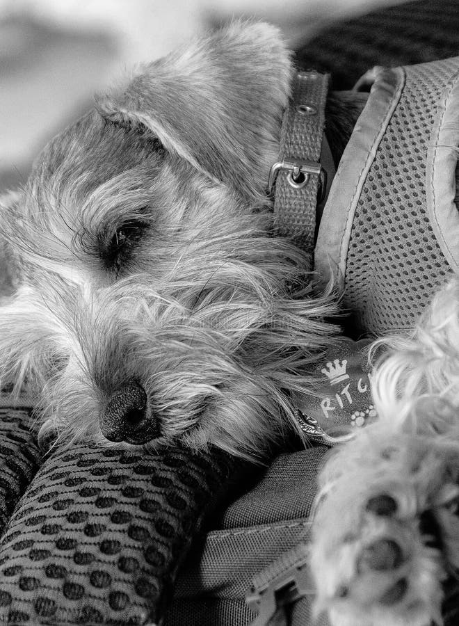 Perro con una capa foto de archivo. Imagen de suelo, nariz - 55829884