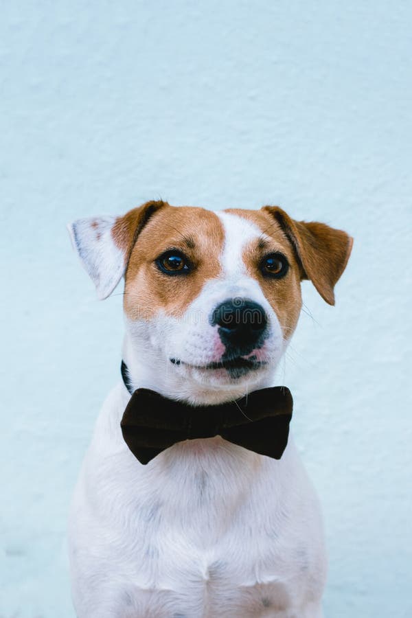 Perro Con Una Corbata De Lazo Foto de archivo - Imagen de casta ...