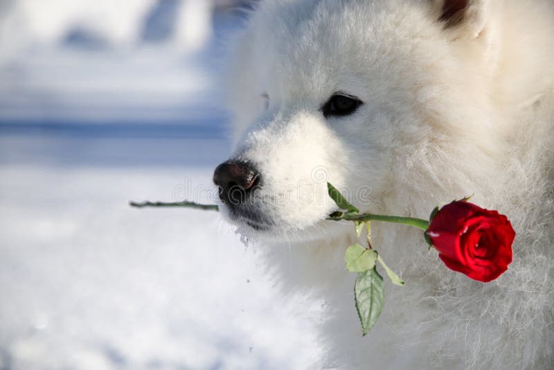 Perro Con Una Flor En Su Boca Foto de archivo - Imagen de perrito ...