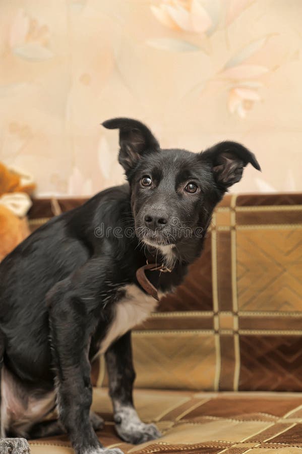 Perro Con Una Mirada Infeliz Foto de archivo - Imagen de culpable ...