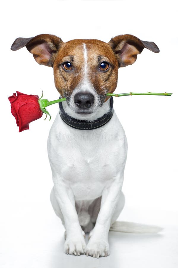 Perro con una rosa imagen de archivo. Imagen de elegante - 23266985