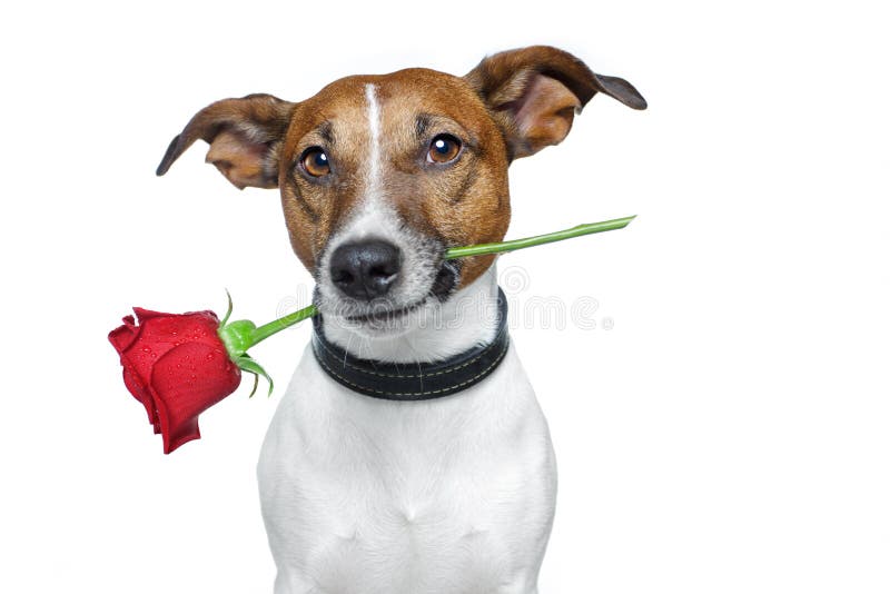 Perro con una rosa imagen de archivo. Imagen de animal - 23266997