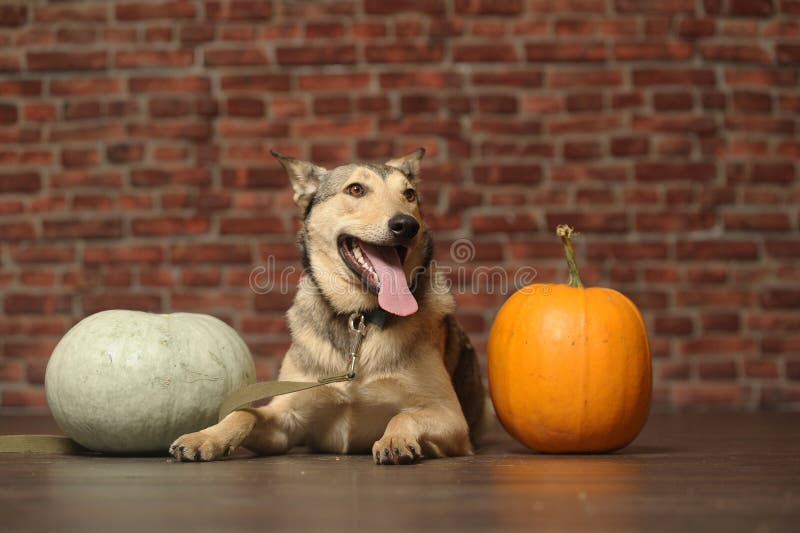Perro contento foto de archivo. Imagen de obediente, mascota - 27731346