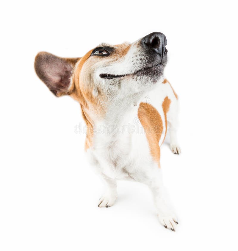 Perro Contento De La Sonrisa Imagen de archivo - Imagen de hermoso ...