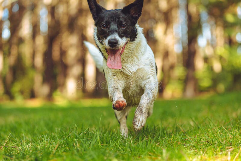 Perro Corriendo En El Parque Foto de archivo - Imagen de gato, activo ...