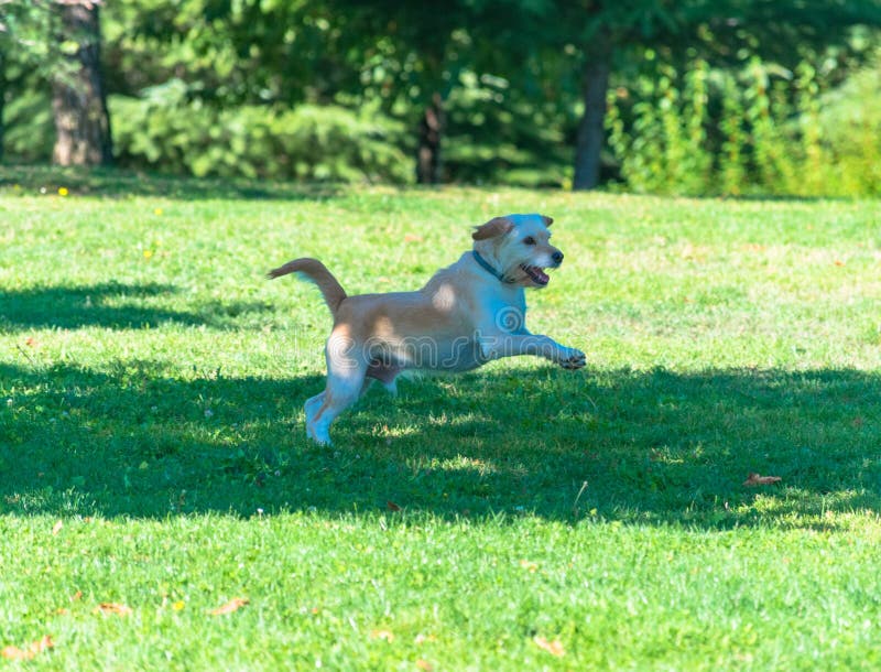 Perro Corriendo Y Saltando Sobre El Pasto Foto de archivo - Imagen de ...