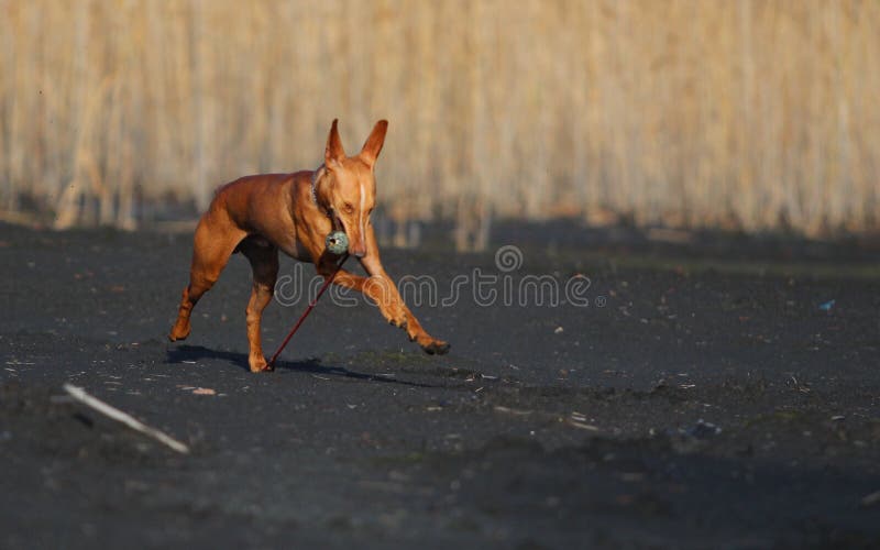 Perro corriente imagen de archivo. Imagen de enmascarado - 103070059