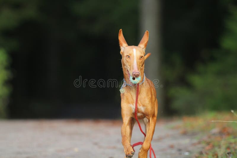 Perro corriente imagen de archivo. Imagen de galopante - 103071167