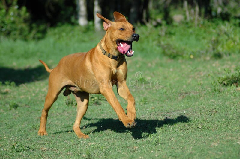 Secuencia De Salto Del Perro Foto de archivo - Imagen de perro, salto ...
