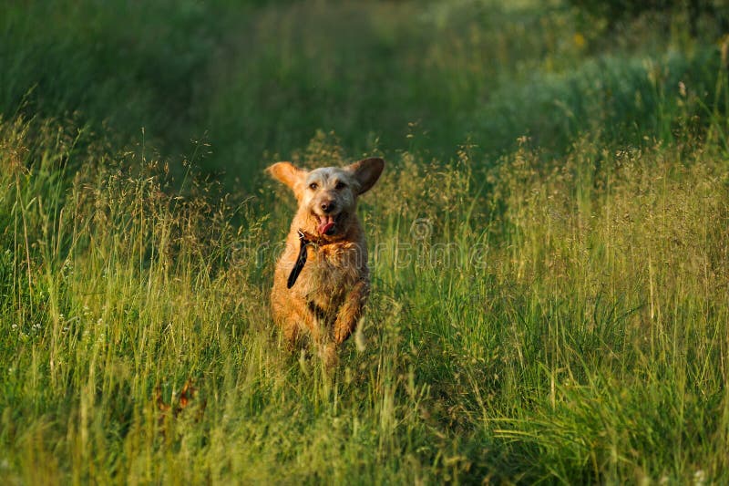 Perro corriente imagen de archivo. Imagen de activo - 121614673