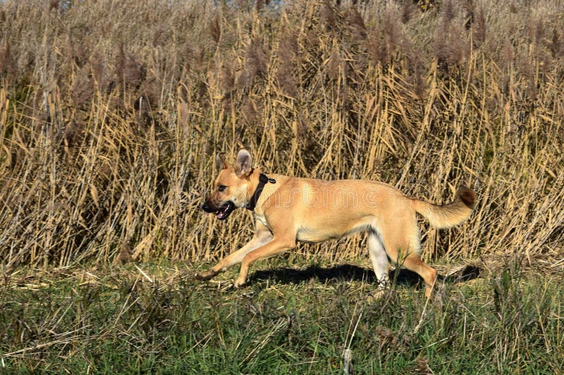 Perro corriente imagen de archivo. Imagen de mezclado - 136490767
