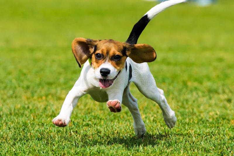 Perro corriente foto de archivo. Imagen de saltar, hierba - 156025646