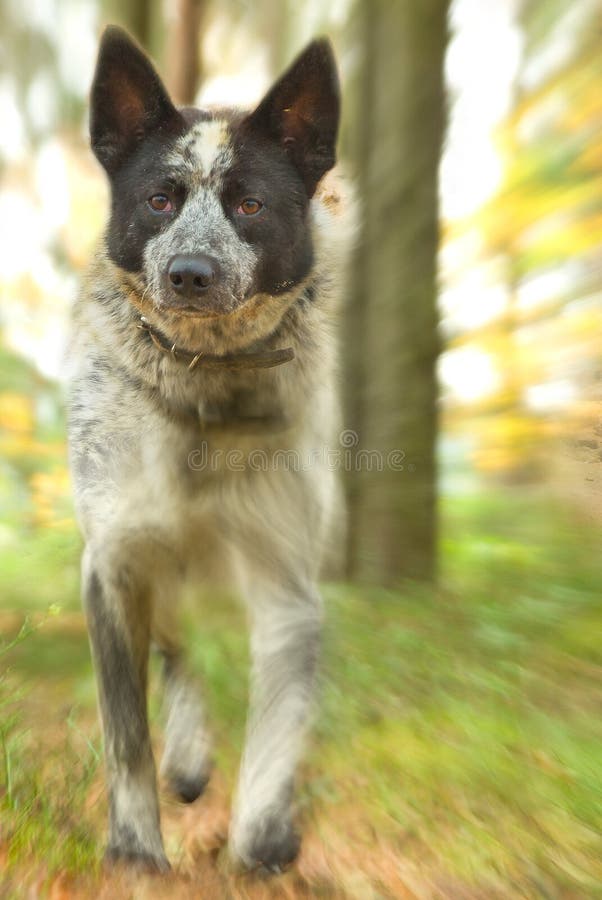 550 Perro Negro Corriente Fotos de stock - Fotos libres de regalías de ...