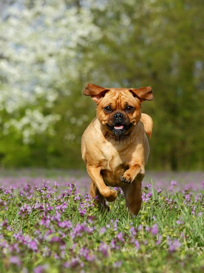 Perro corriente foto de archivo. Imagen de peludo, feliz - 20616646
