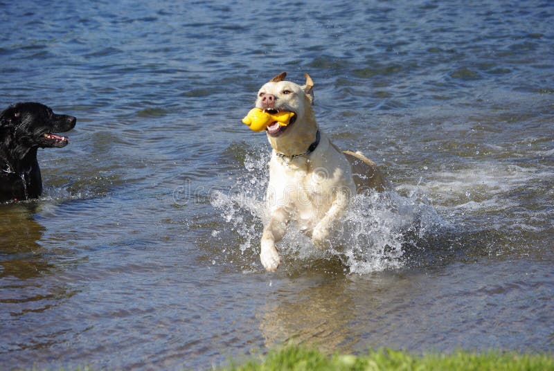 Perro corriente foto de archivo. Imagen de chapoteo, bozal - 22677124